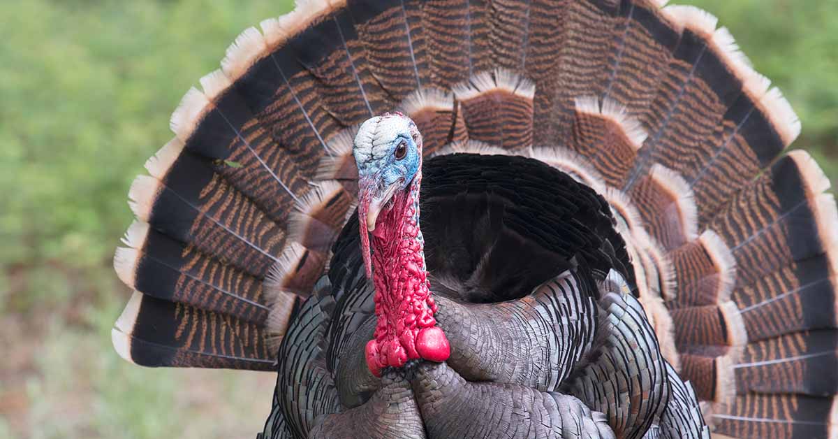 Turkey Time! - Paniolo Preservation Society